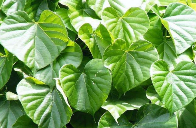 Health Benefits Of Giloy | visit www.charakveda.com